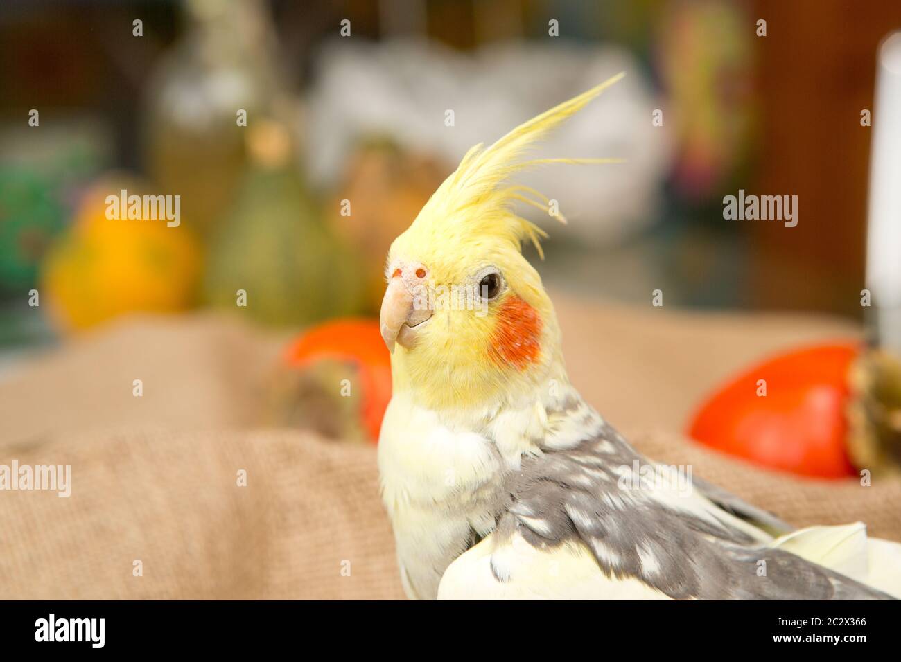 A yellow corella parrot with red cheeks and long feathers Stock Photo ...