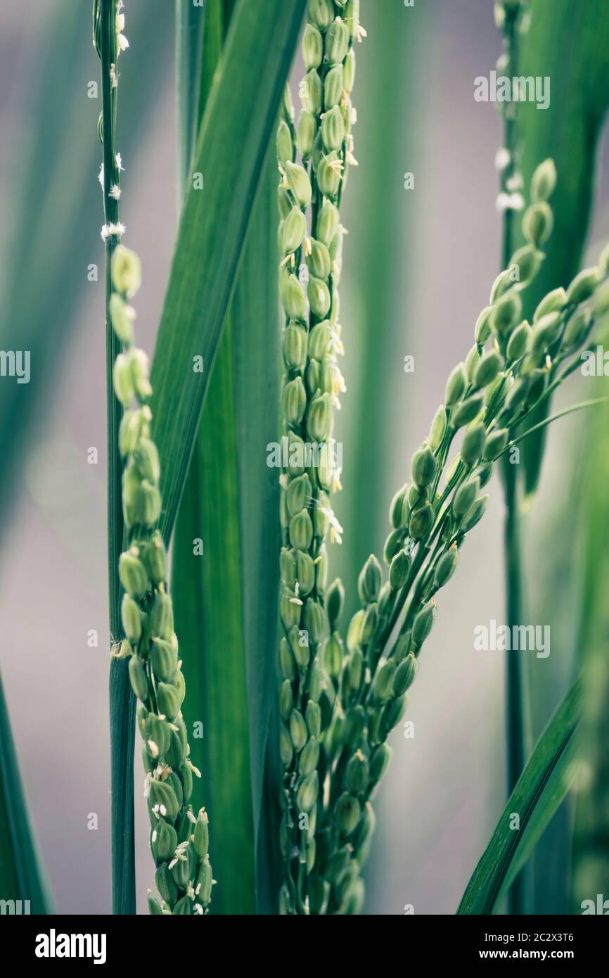 Green rice plant macro close up photograph Stock Photo - Alamy
