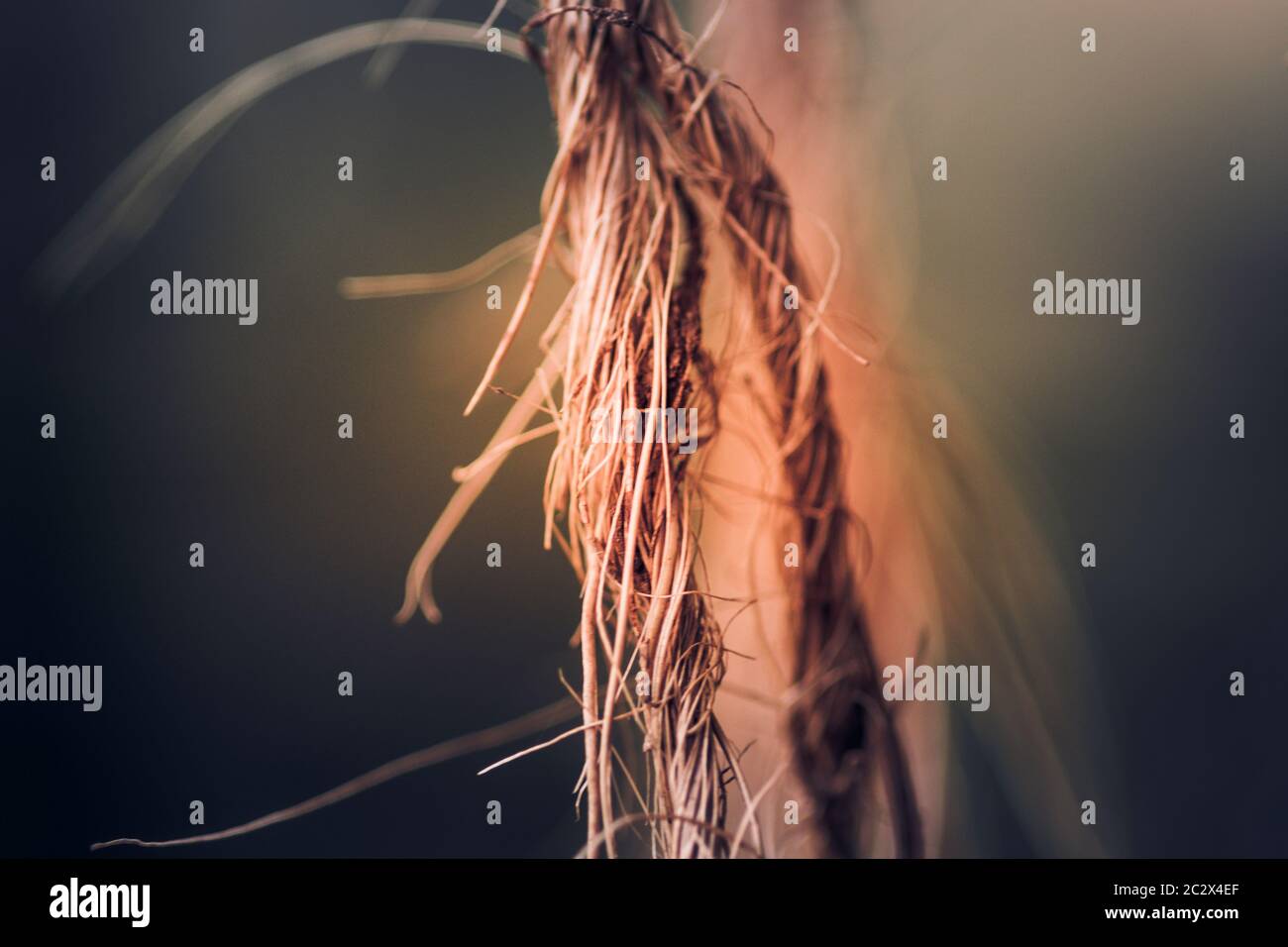 Root like texture hi-res stock photography and images - Alamy