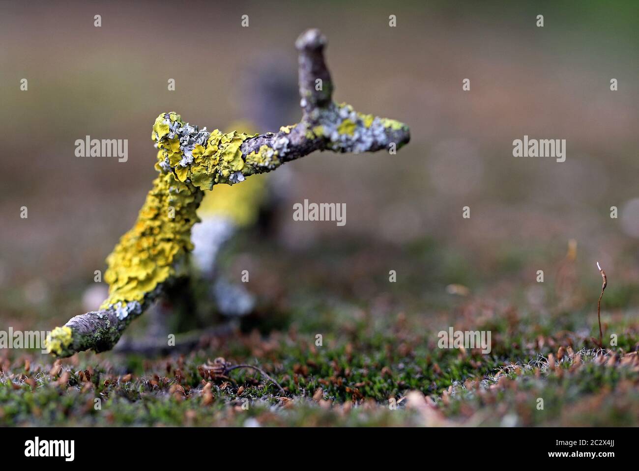Bacteria symbiosis hi-res stock photography and images - Alamy