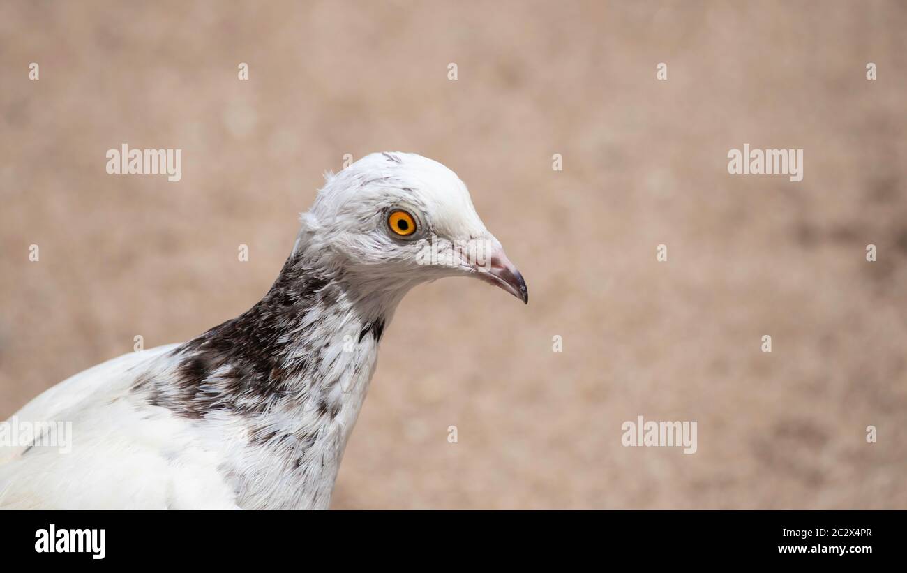 white pigeon's eye close-up photograph Stock Photo - Alamy