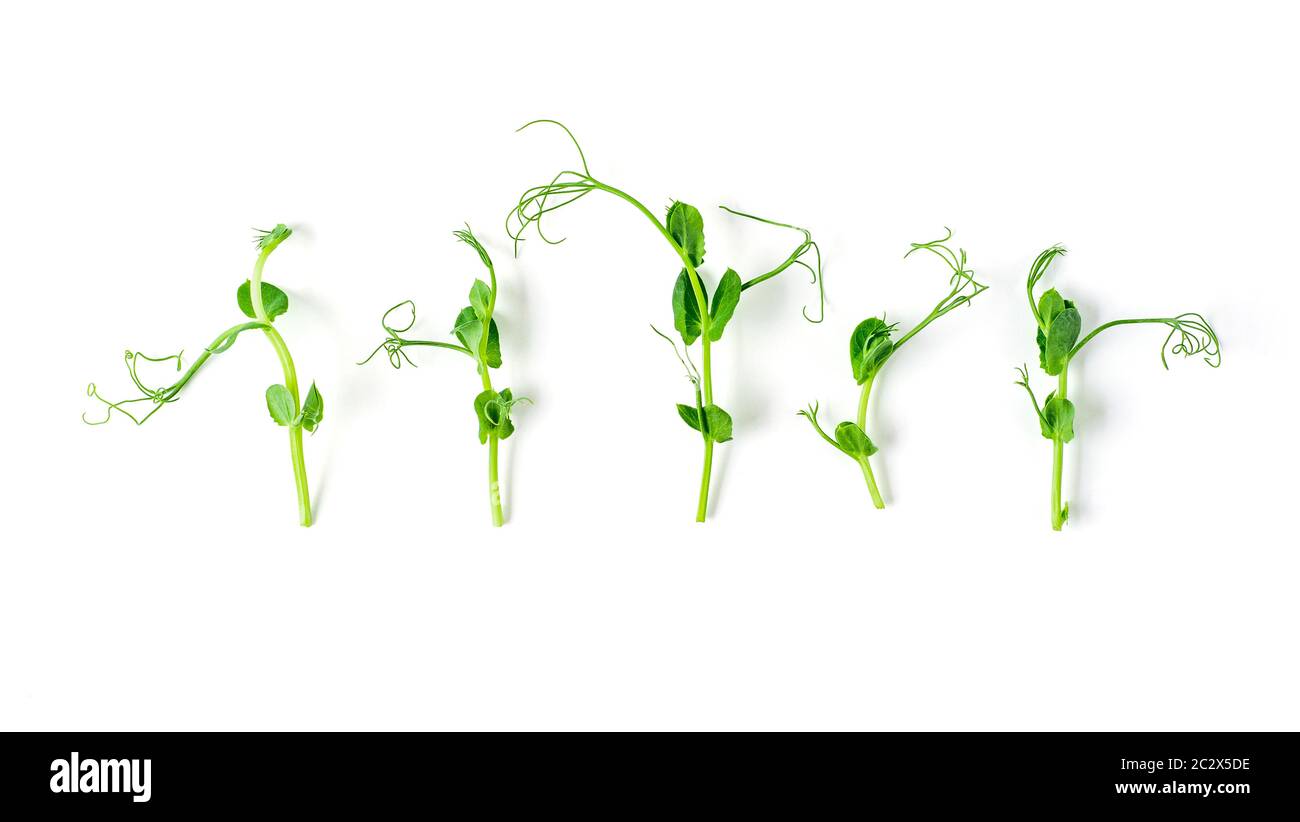 Micro greens - sprouts peas in row. Isolated on white background. Top ...