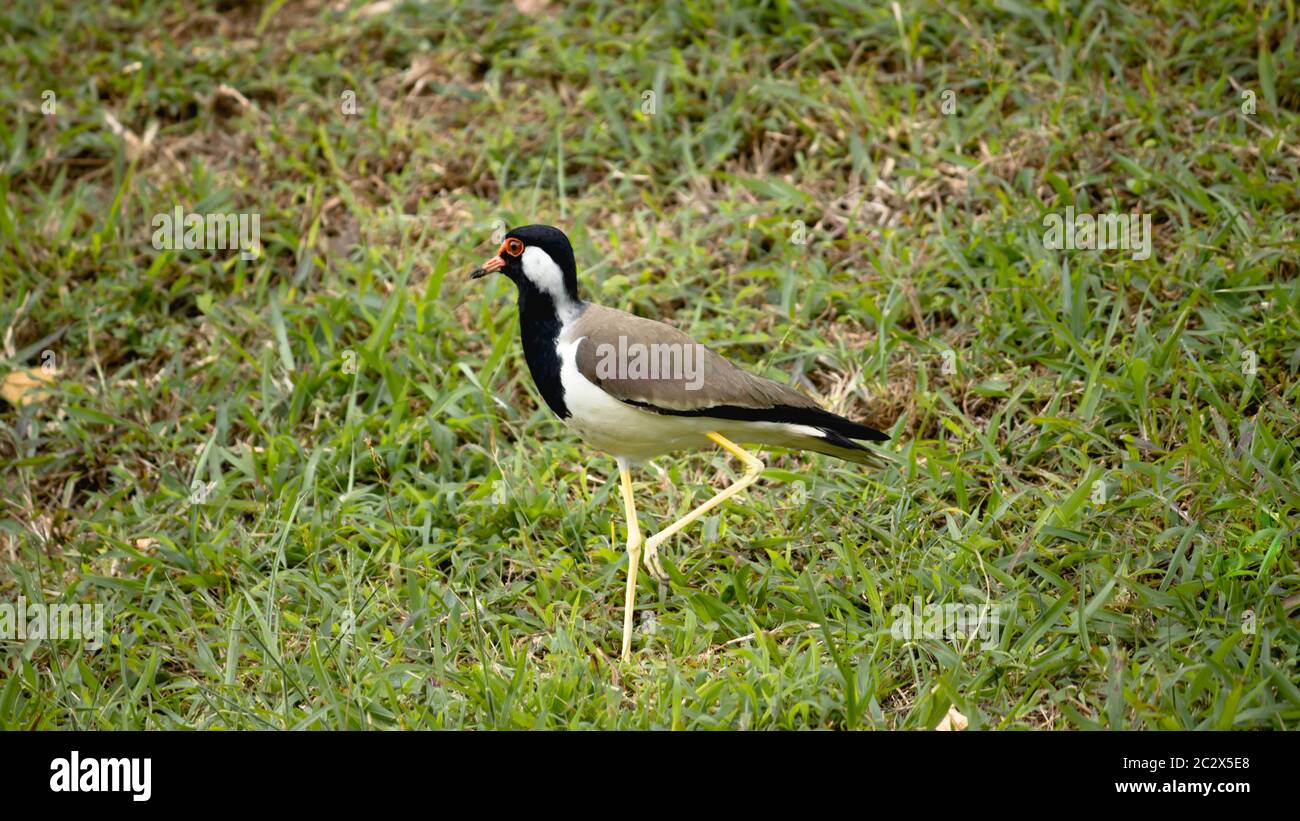 Kirala bird hi-res stock photography and images - Alamy