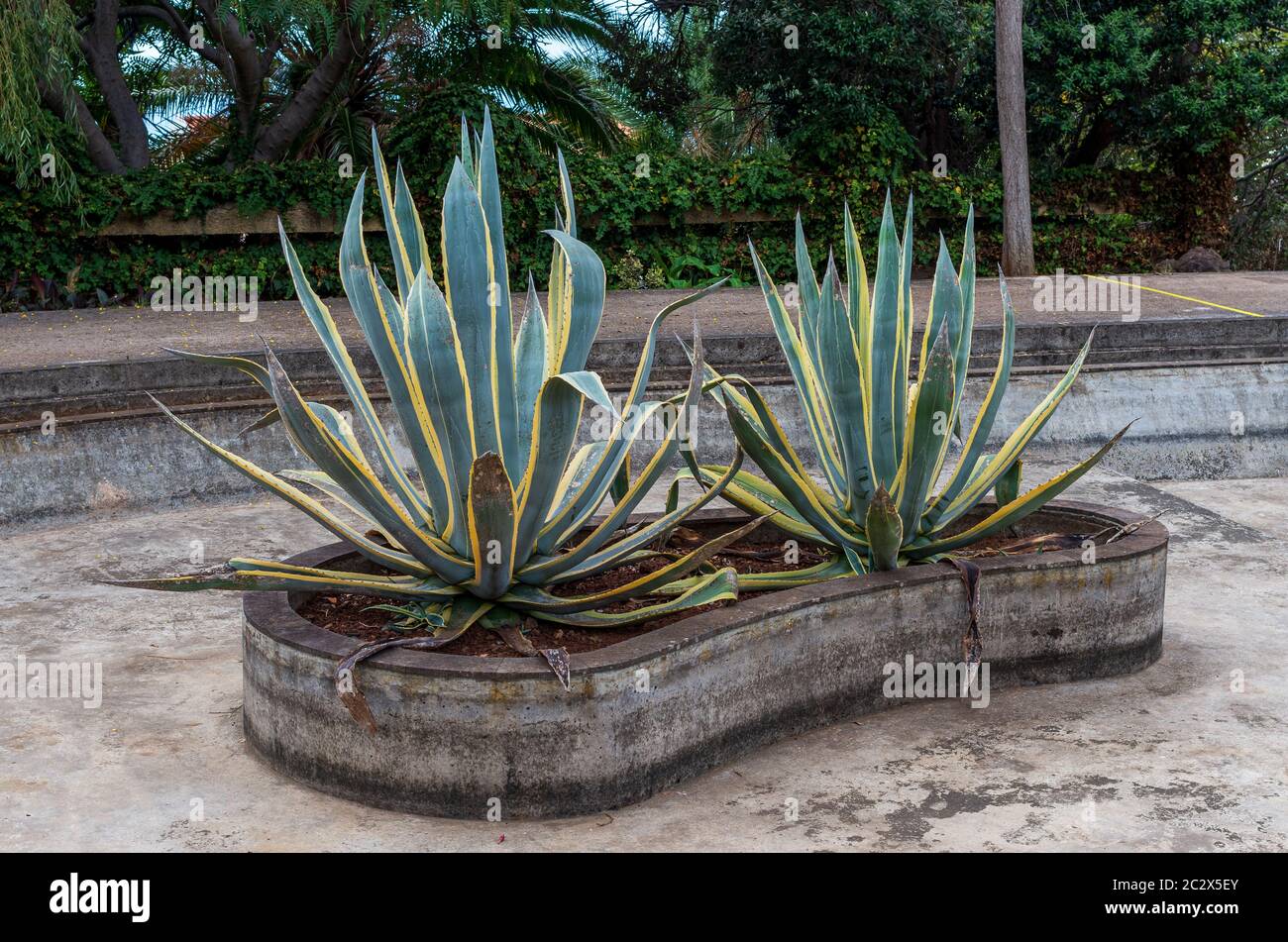 Growing agave in decorative pool Stock Photo - Alamy