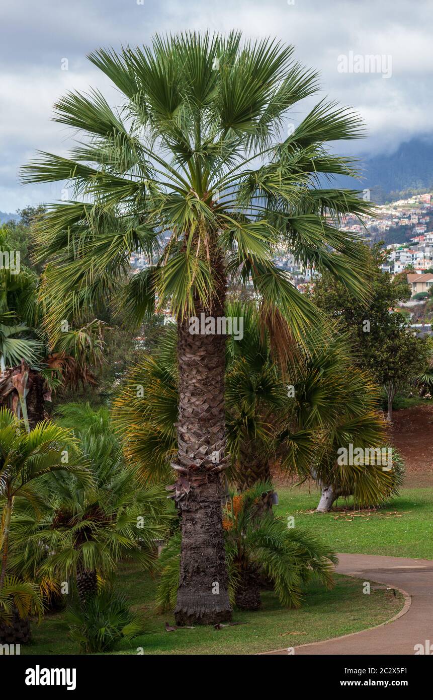 Botanical garden Monte Stock Photo - Alamy