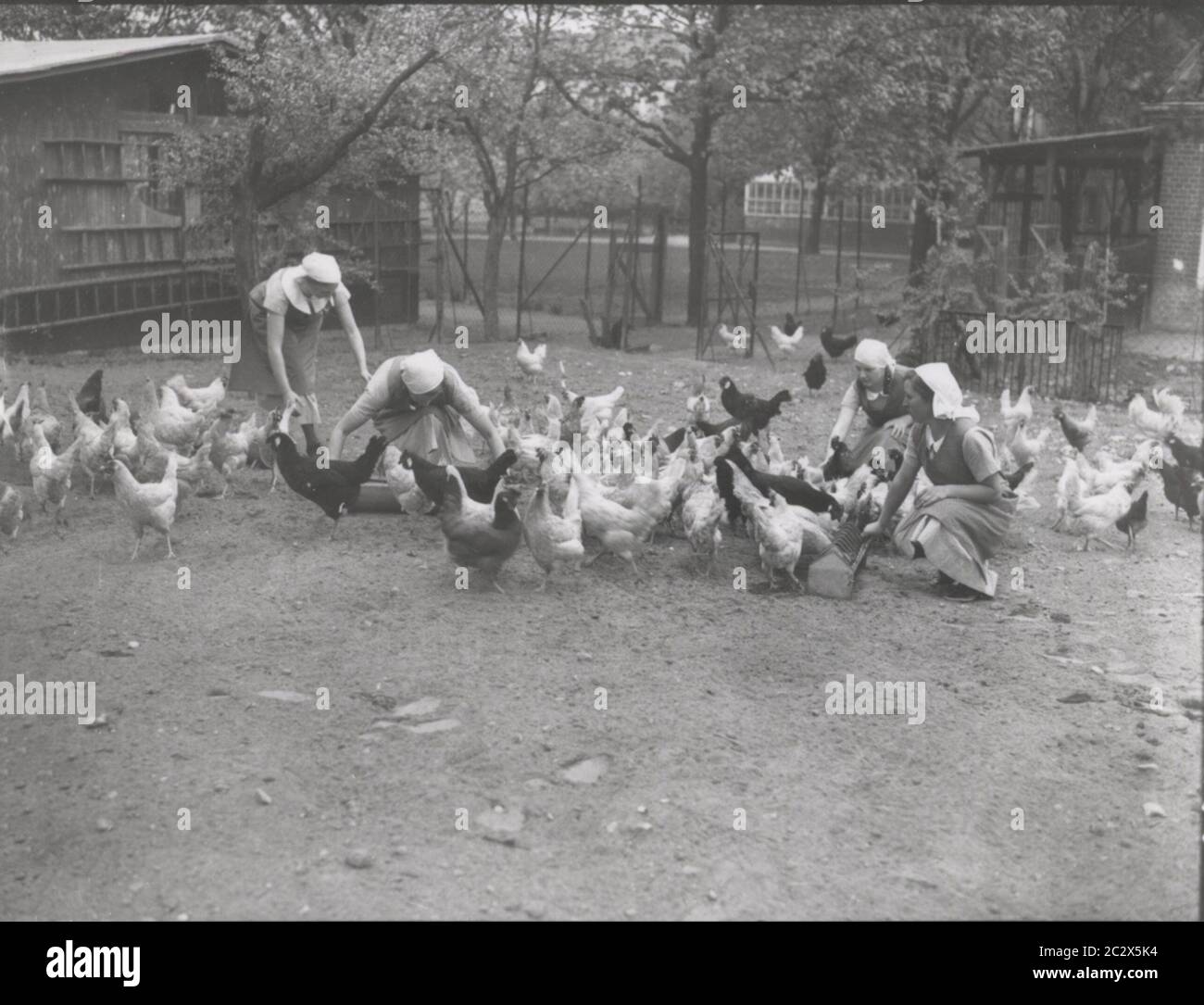 German Red Cross Heinrich Hoffmann Photographs 1933 Adolf Hitler's ...