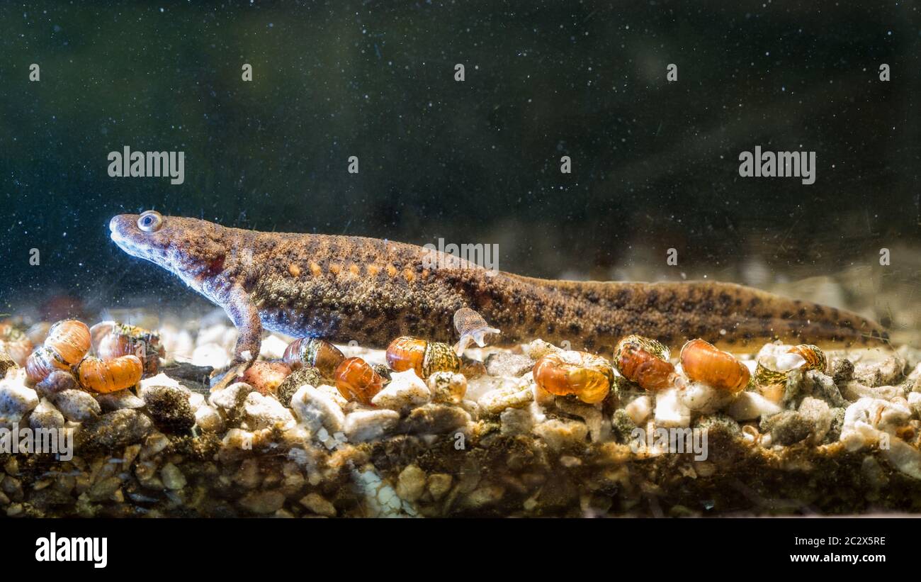 Spanish ribbed newt Pleurodeles waltl , also known as the Iberian ...