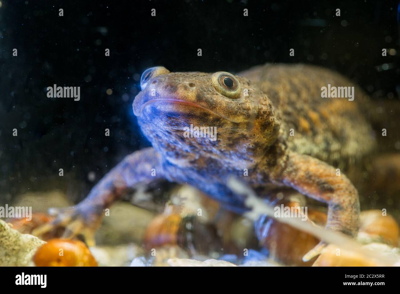 Spanish ribbed newt Pleurodeles waltl , also known as the Iberian ...