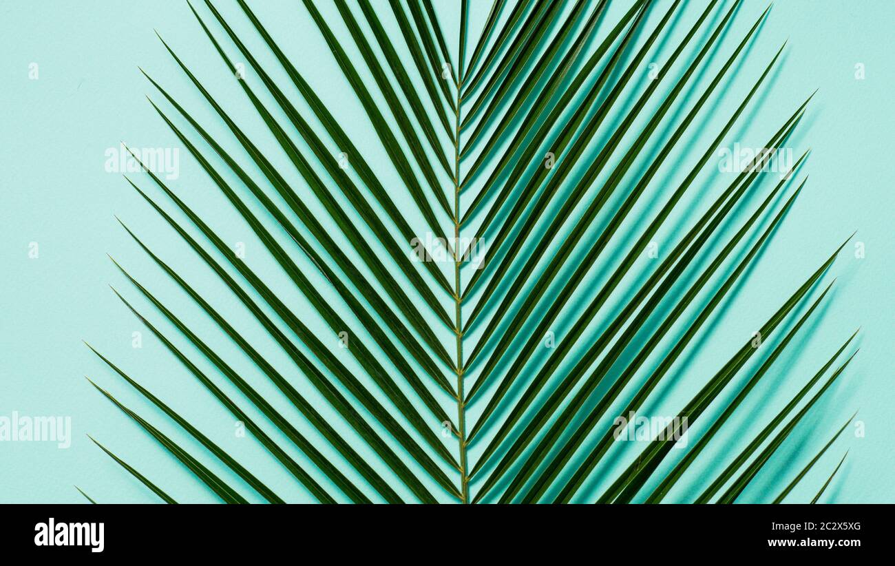 Palm leaves on pastel blue background. Tropical palm leaves top view or ...
