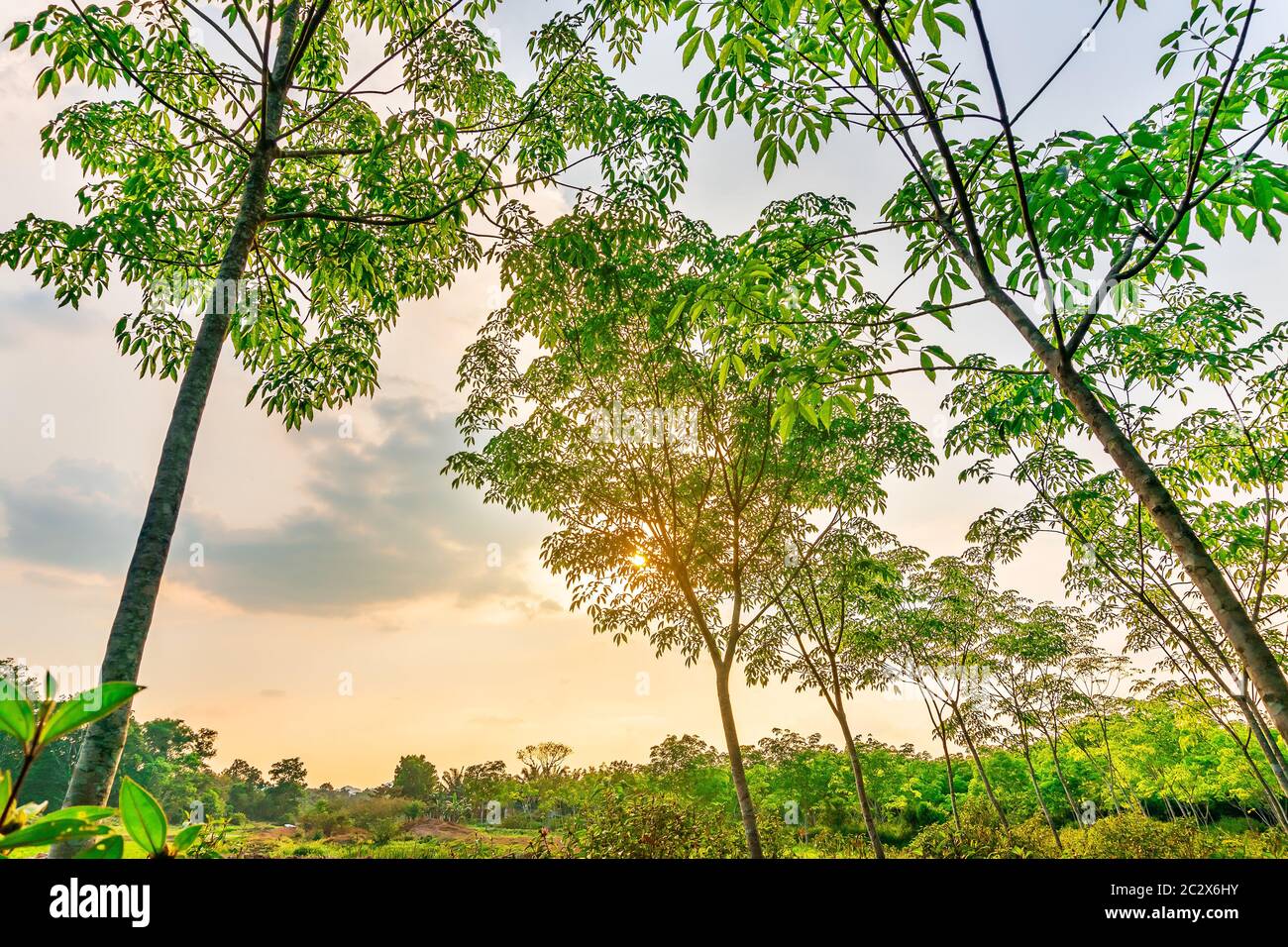 Plantation latrx rubber or para rubber tree or tree rubber with leaves ...