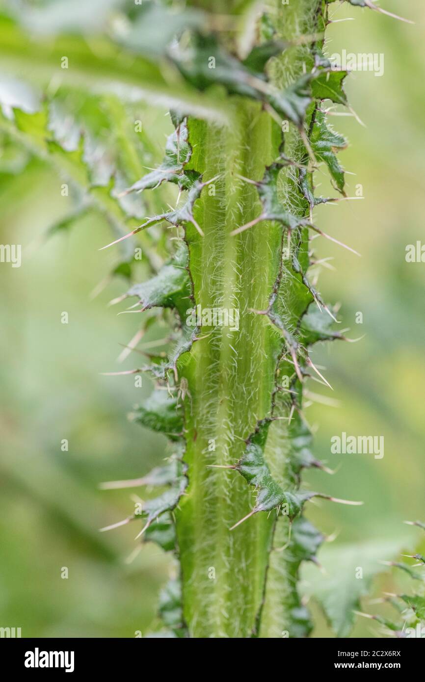 Close up shot of Marsh Thistle / Cirsium palustre prickly stem stalks ...