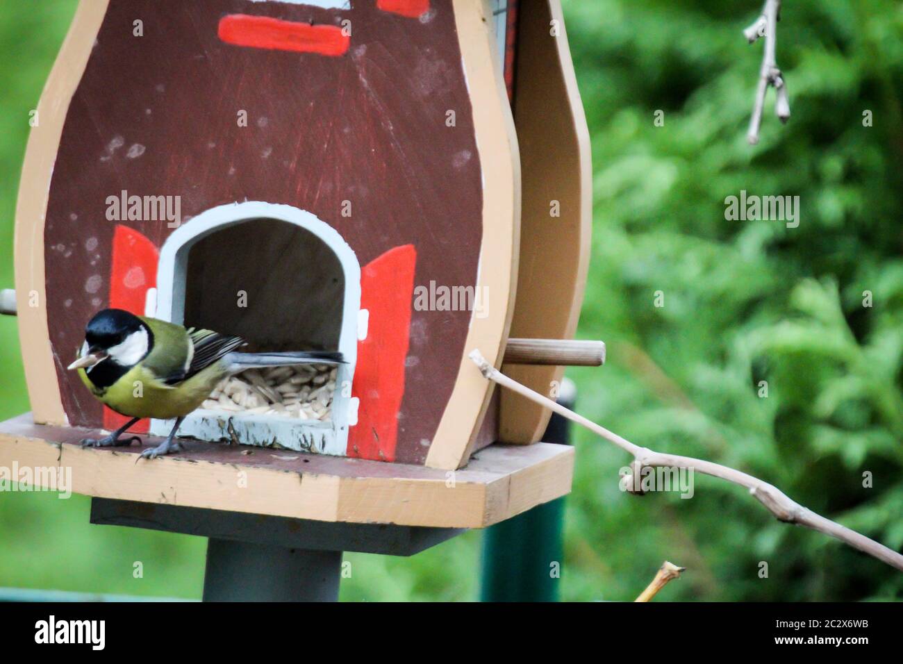 A titmouse, blue tit, gets grains from a feed house Stock Photo - Alamy