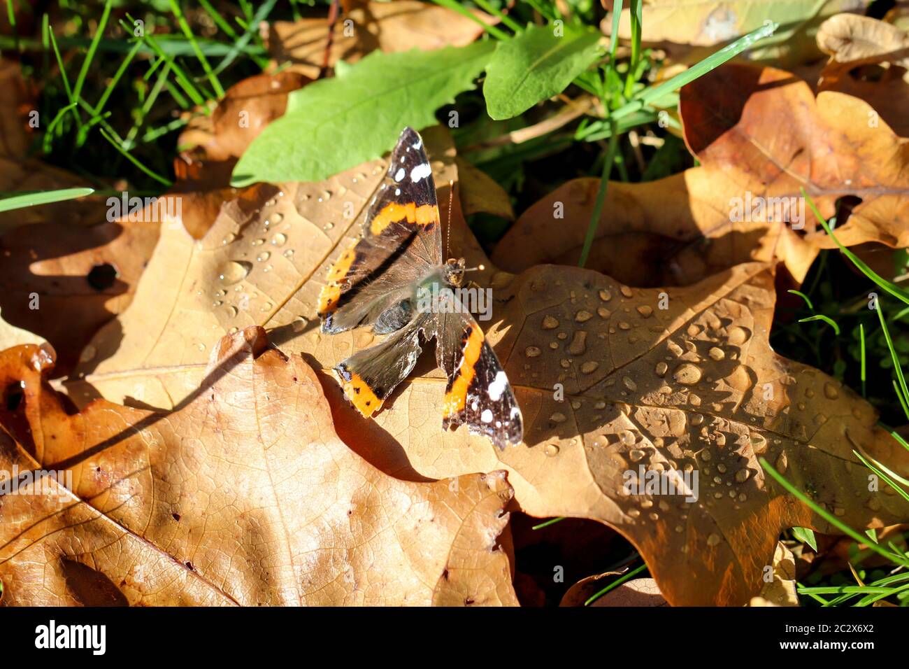 Oak leaf butterflies hi-res stock photography and images - Alamy