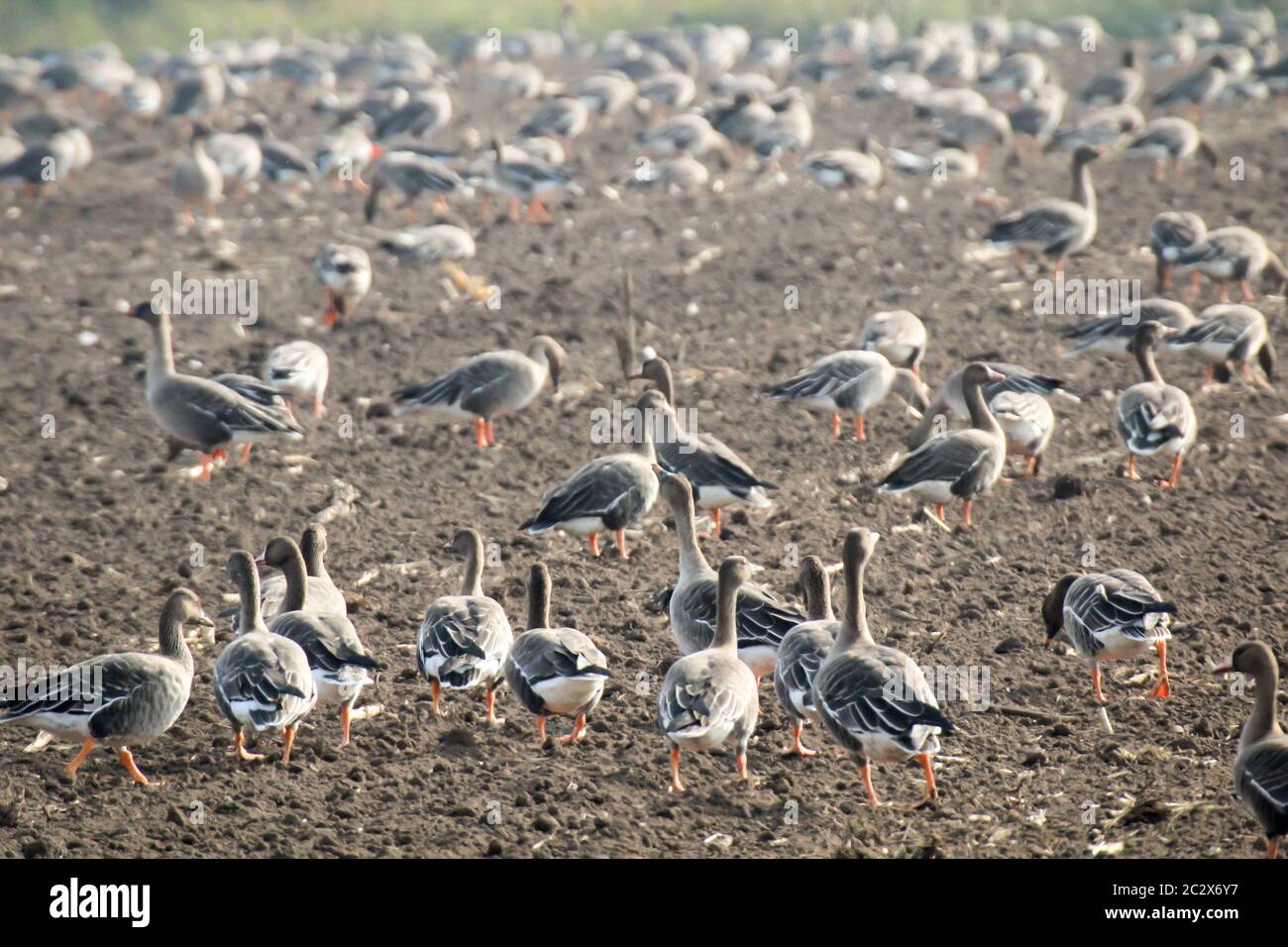 Wild geese on a piece of field look for edible Stock Photo - Alamy
