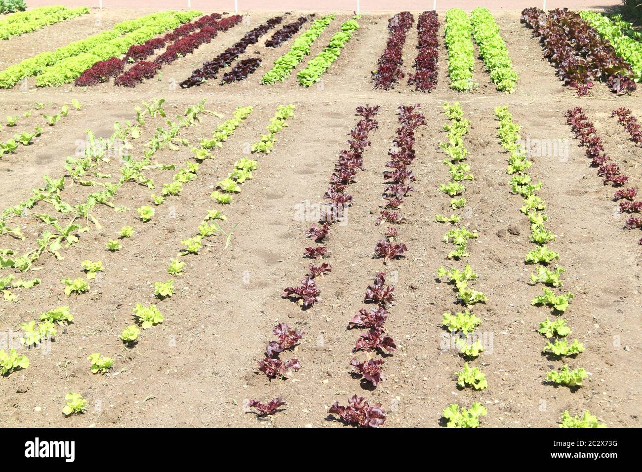Sectional garden lettuce hi-res stock photography and images - Alamy
