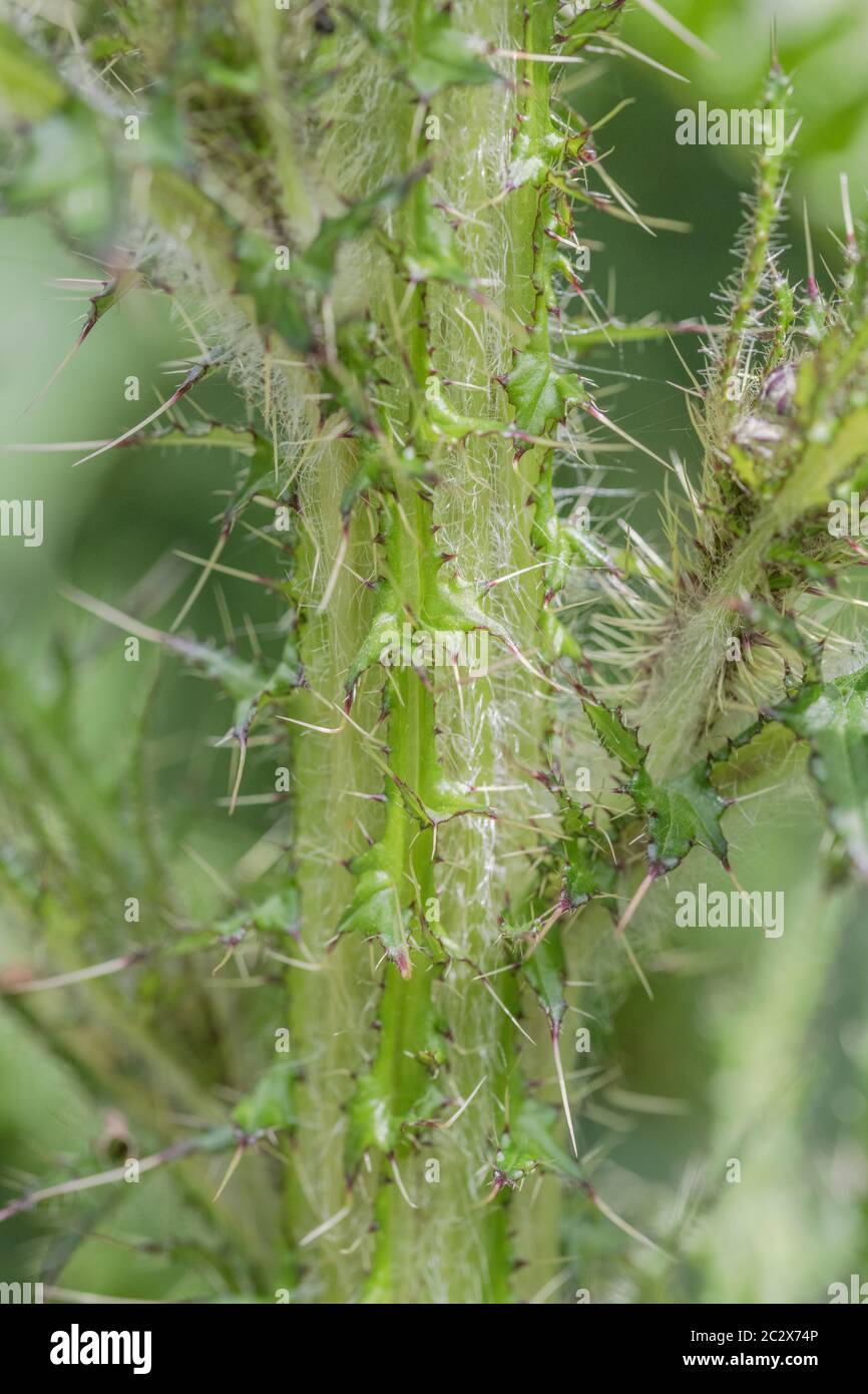 Close up shot of Marsh Thistle / Cirsium palustre prickly stem stalks ...
