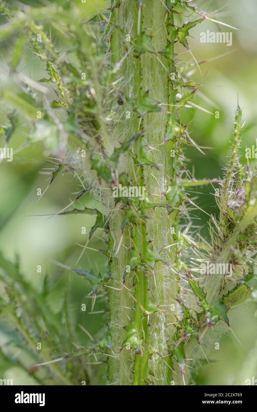 Close up shot of Marsh Thistle / Cirsium palustre prickly stem stalks ...