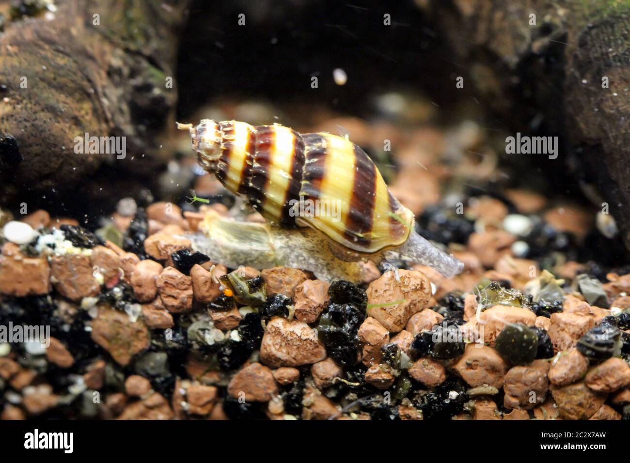 this is a Robber snail (Clea Helena Stock Photo - Alamy