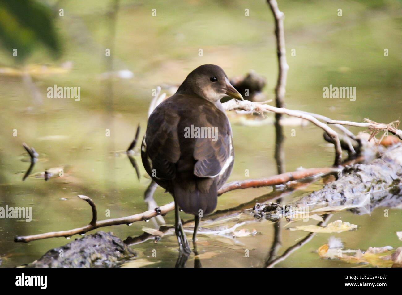 a pond raven, moorhen, rattle bird hiding under a scrub Stock Photo - Alamy