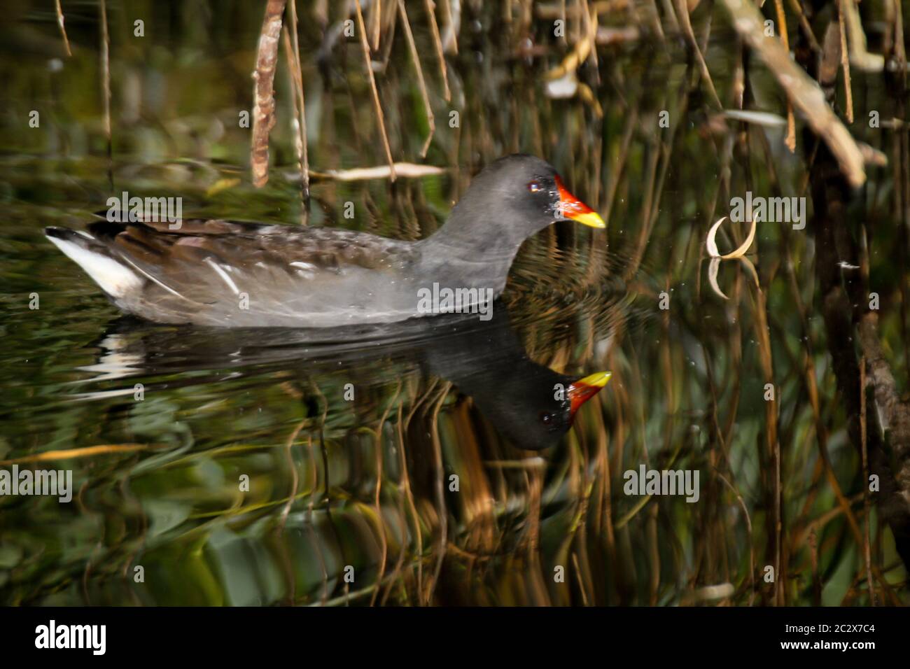a pond raven, Gallinula chloropus, swimming on a pond Stock Photo - Alamy