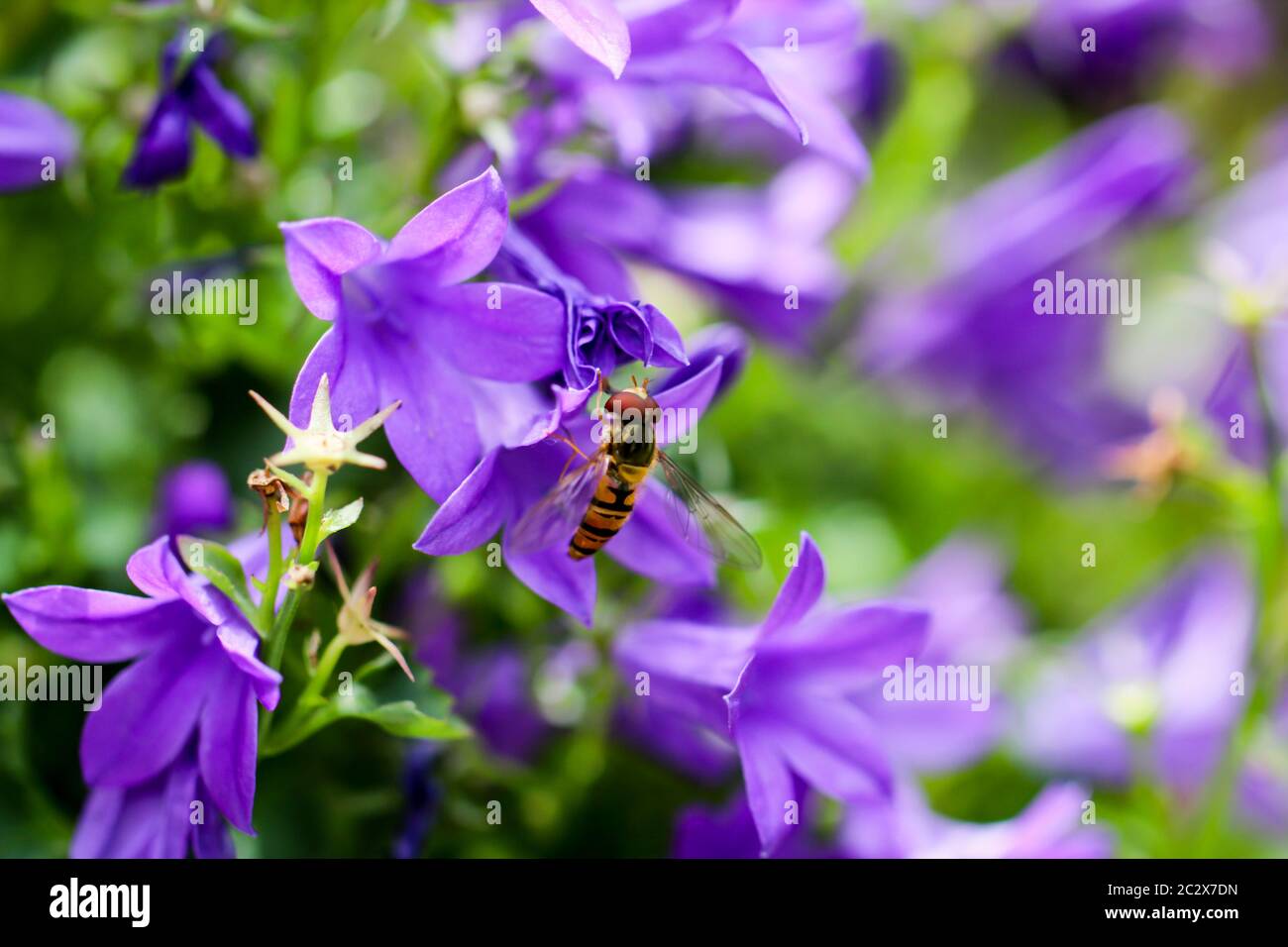 a hover fly flies a flower, plant with purple flowers Stock Photo - Alamy