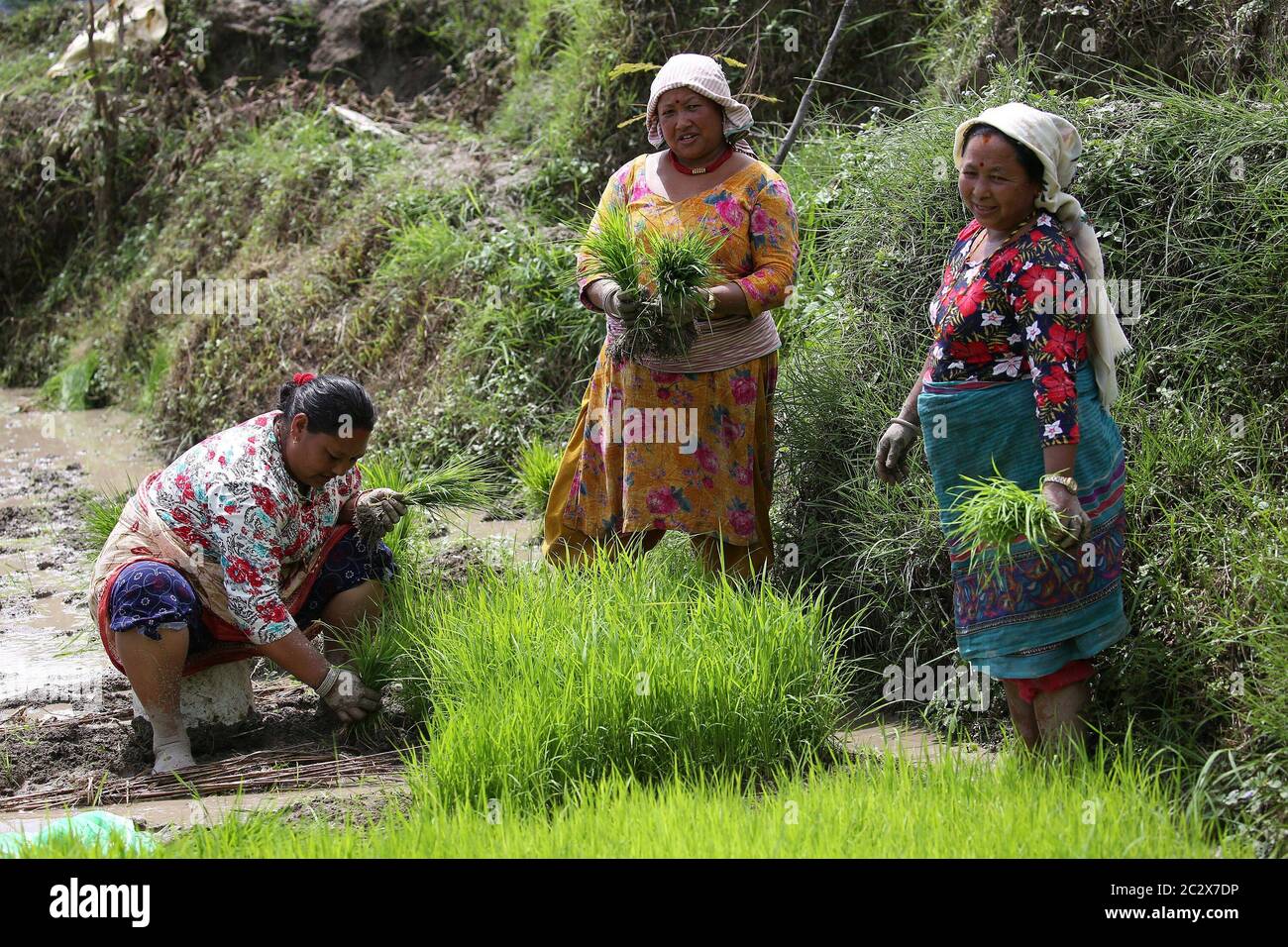Kathmandu, Nepal. 18th June, 2020. Nepali women prepare rice seedlings ...