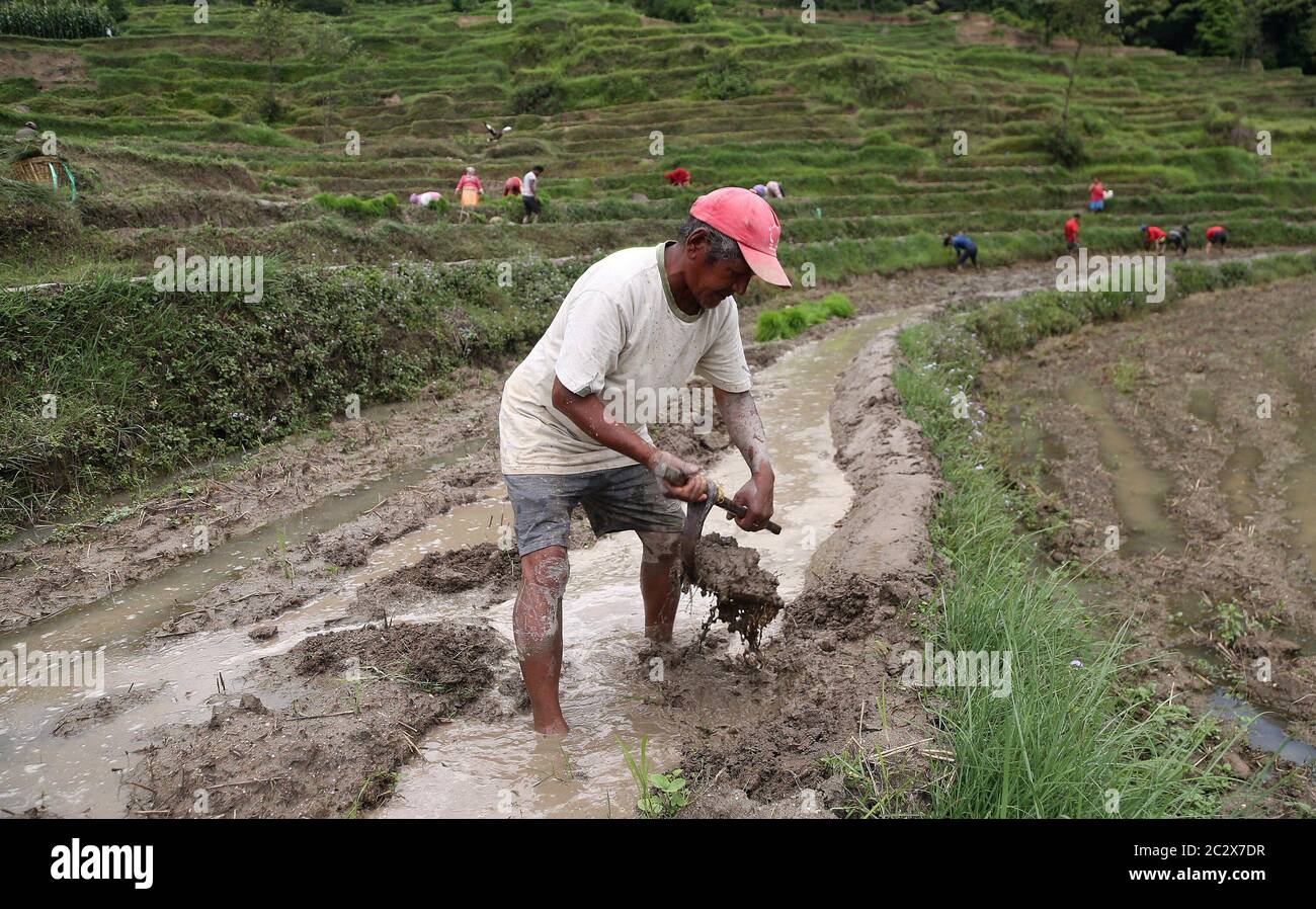 Kathmandu, Nepal. 18th June, 2020. A Nepali farmer ploughs field ...
