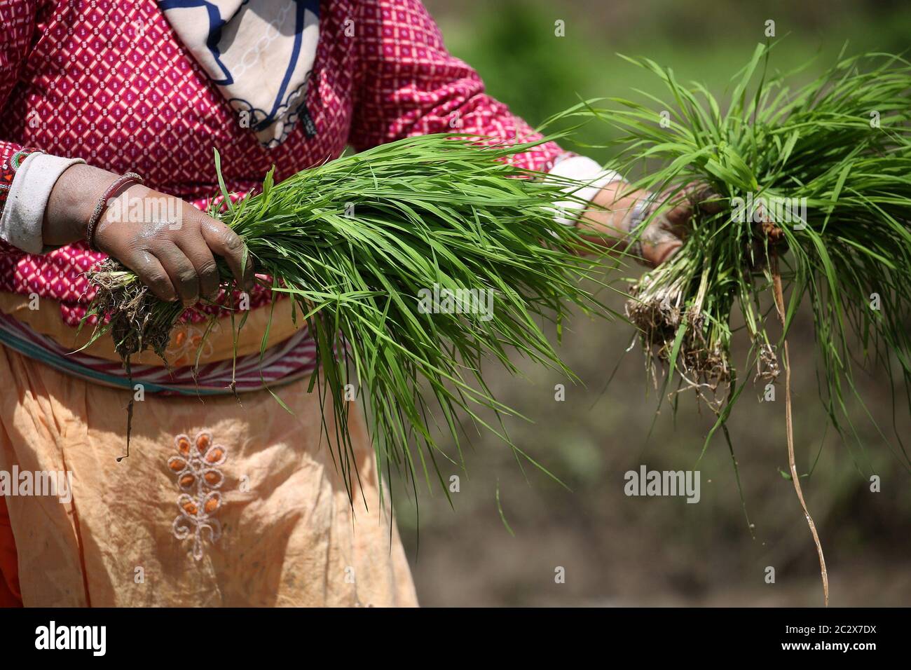Kathmandu, Nepal. 18th June, 2020. A Nepali woman plants rice seedlings ...
