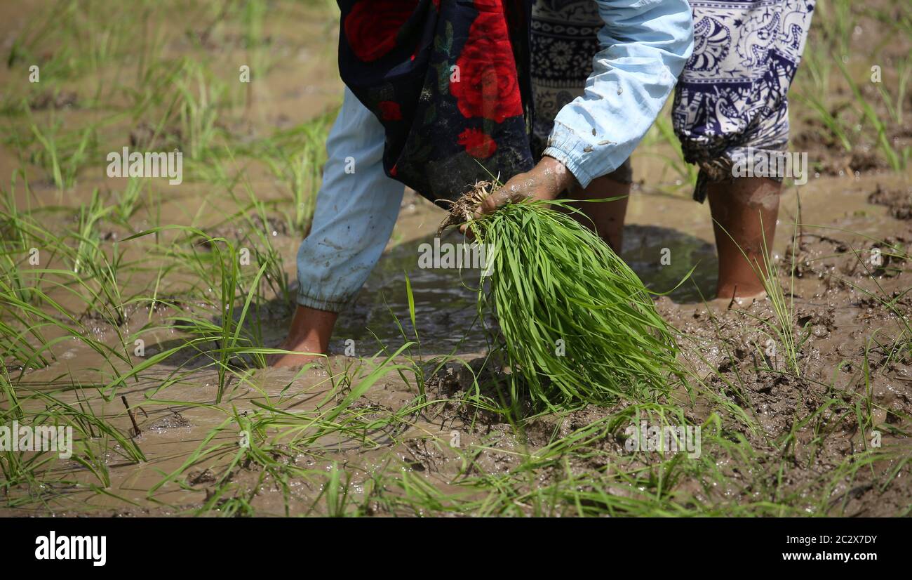 Kathmandu, Nepal. 18th June, 2020. A Nepali woman plants rice seedlings ...