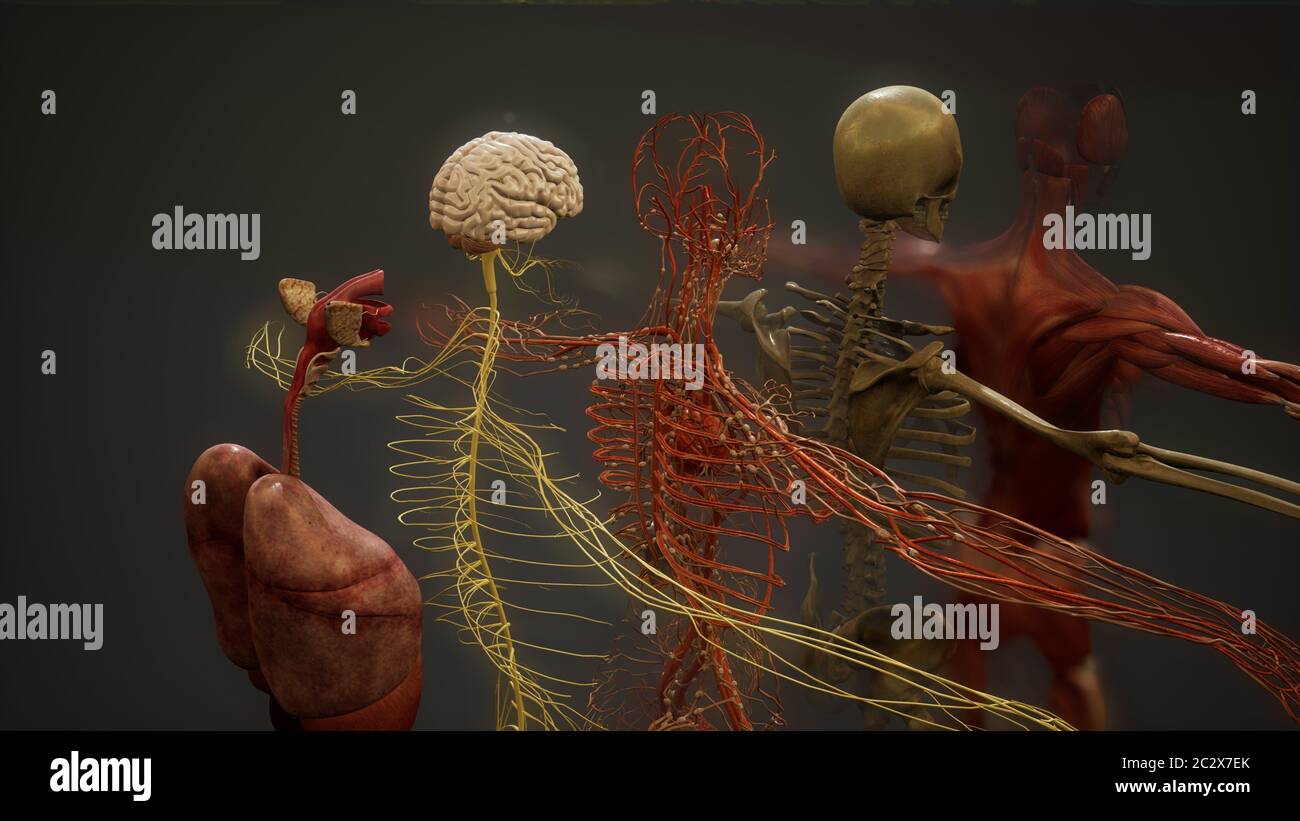 Animated Anatomy Videos at Jessica Dell blog