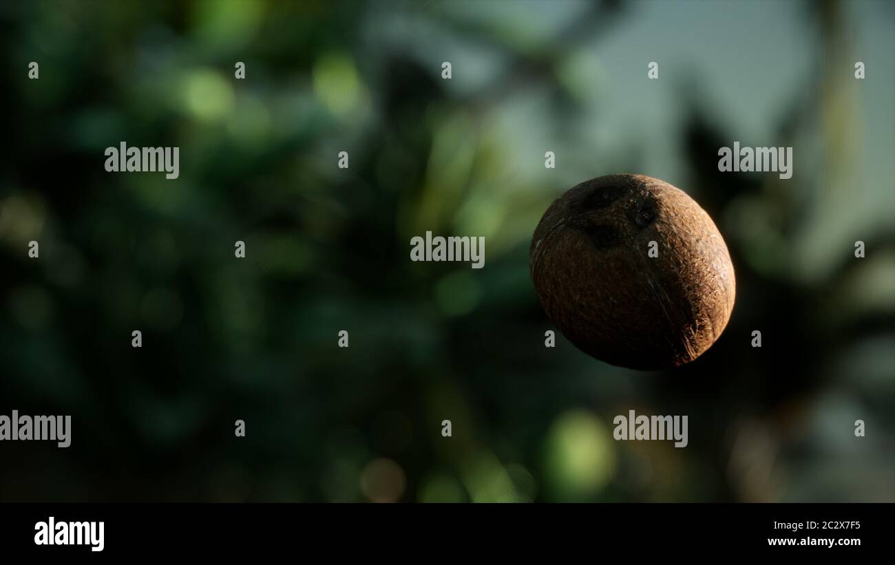 extreme slow motion falling coconut in jungle Stock Photo - Alamy