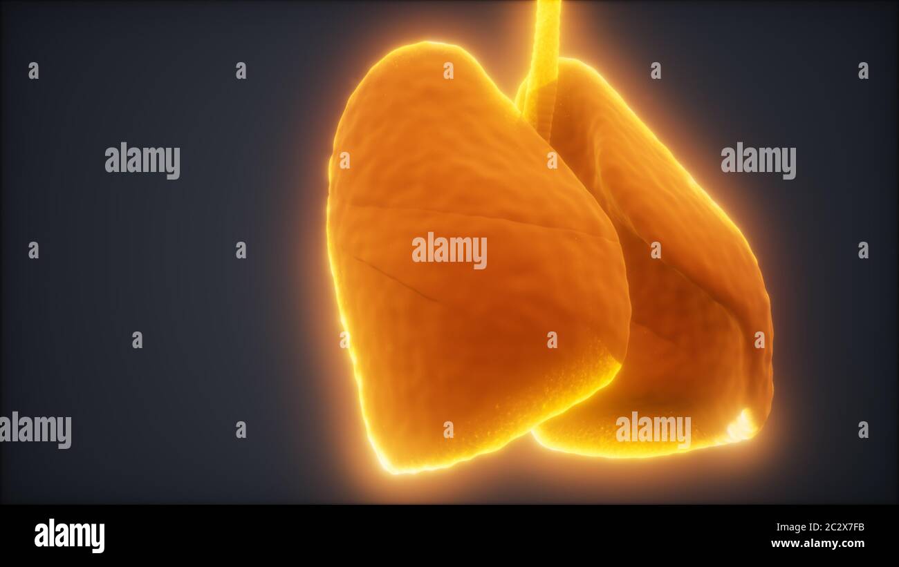 Anatomical animation hi-res stock photography and images - Alamy