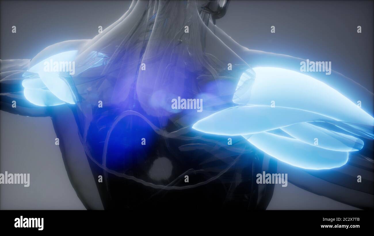 deltoid - Visible muscle anatomy map Stock Photo - Alamy