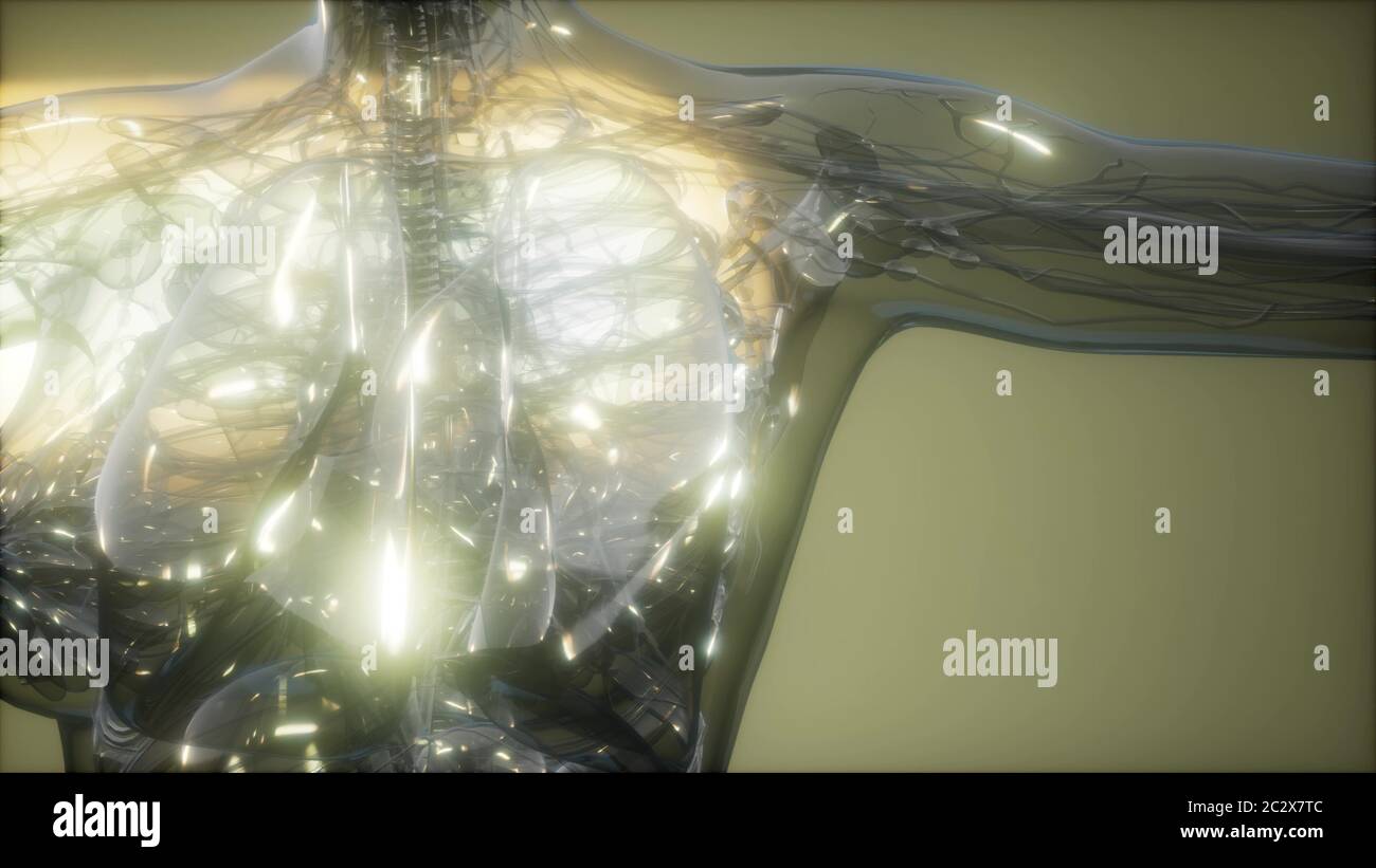 X-Ray Image Of Human Body Stock Photo - Alamy