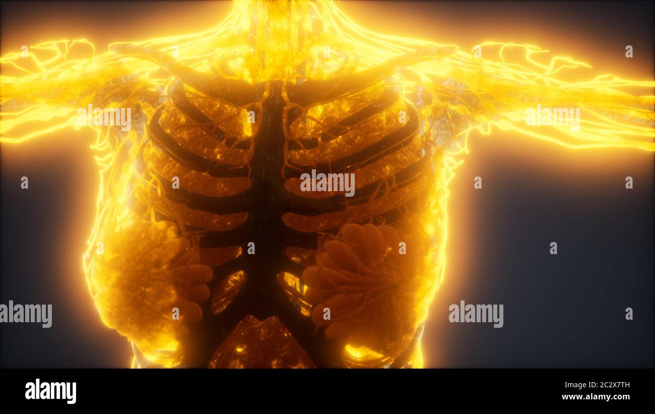 Colorful Human Body animation showing bones and organs Stock Photo - Alamy