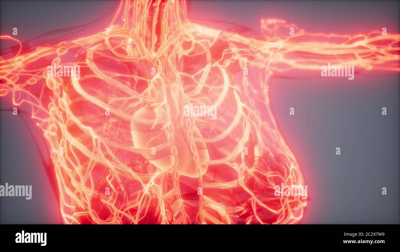 Blood Vessels of Human Body Stock Photo - Alamy