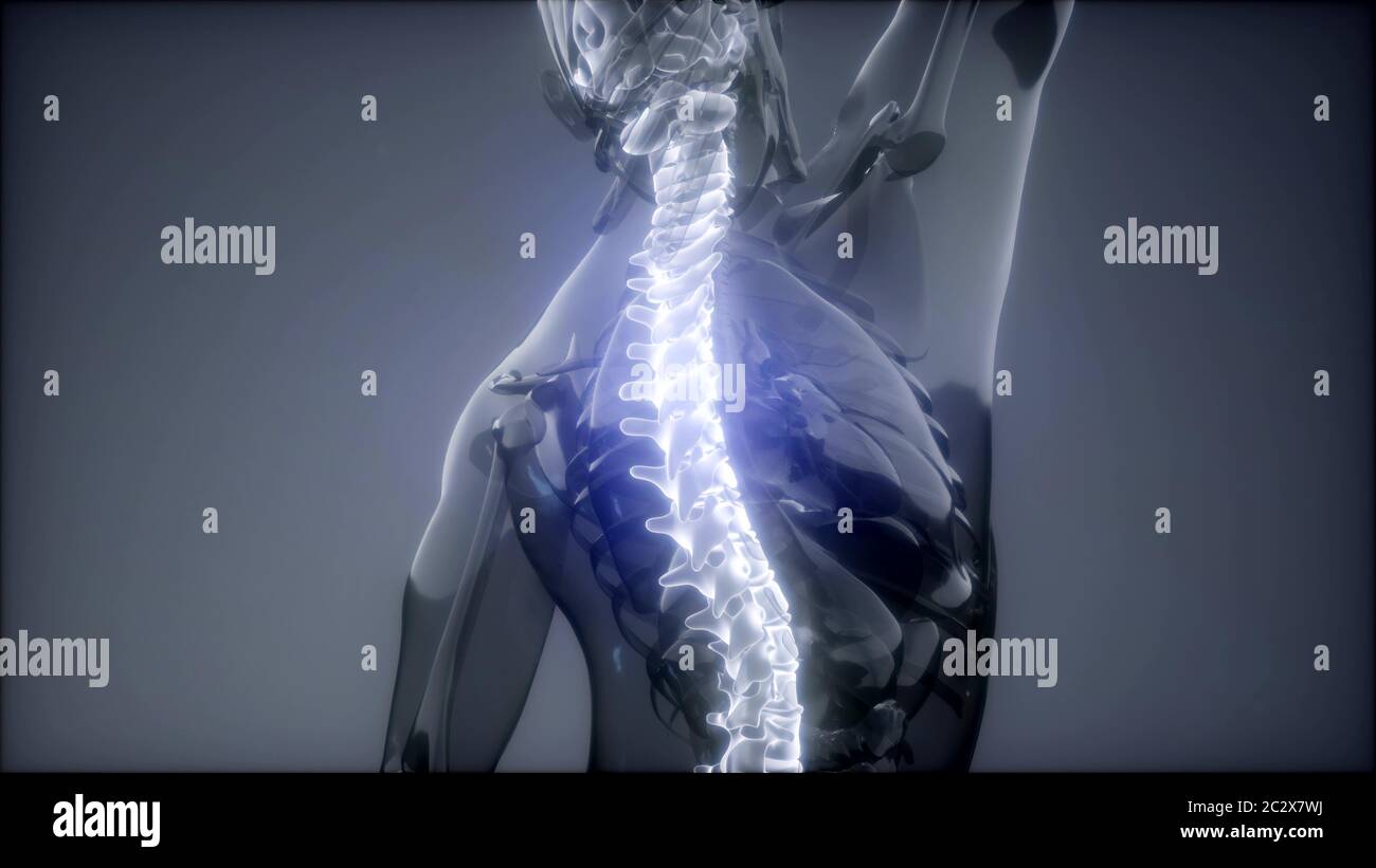 Human bones in blue anatomical hi-res stock photography and images - Alamy