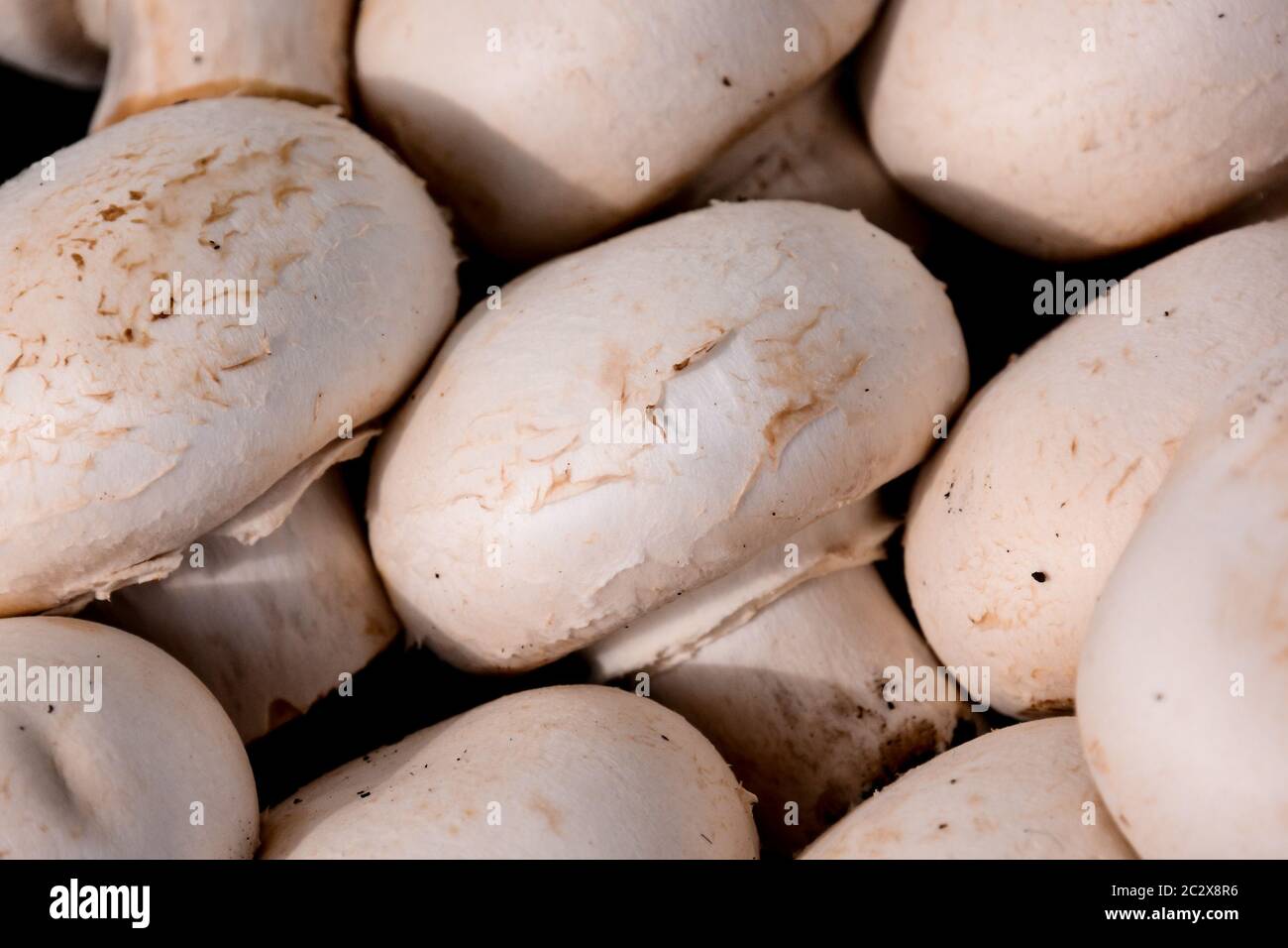 Photo Picture of Fresh White Mushroom Food Texture Background Stock ...