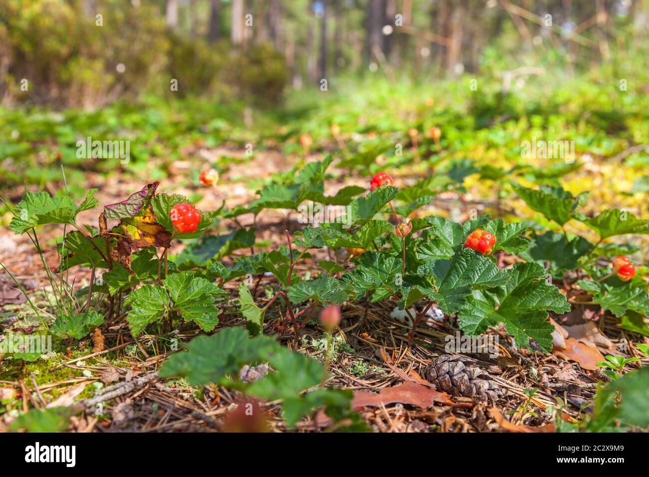 Cloudberry Rubus Chamaemorus Plant Berry High Resolution Stock ...