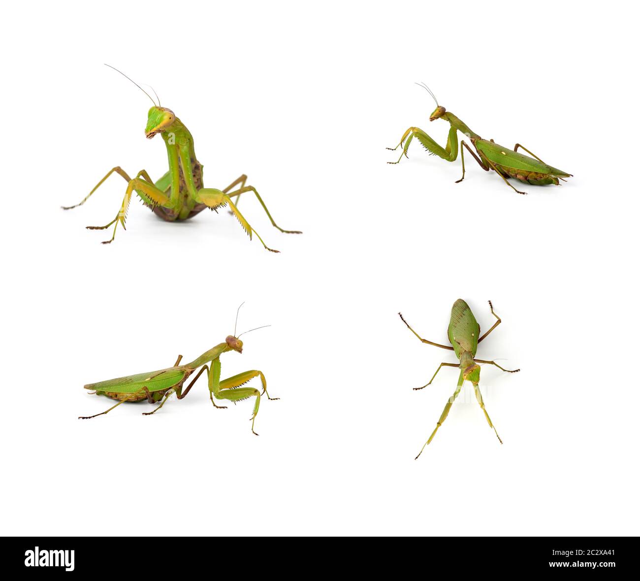 set of green mantis insects in different poses on a white background ...