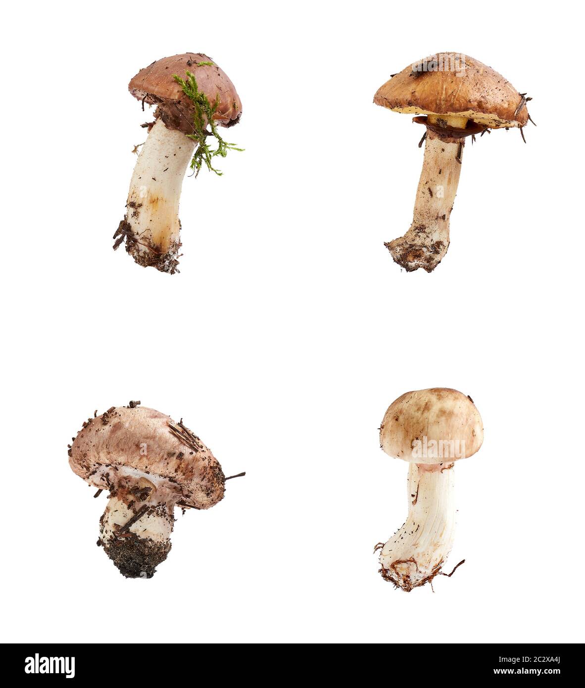 forest fresh raw edible mushroom Suillus luteus isolated on white ...