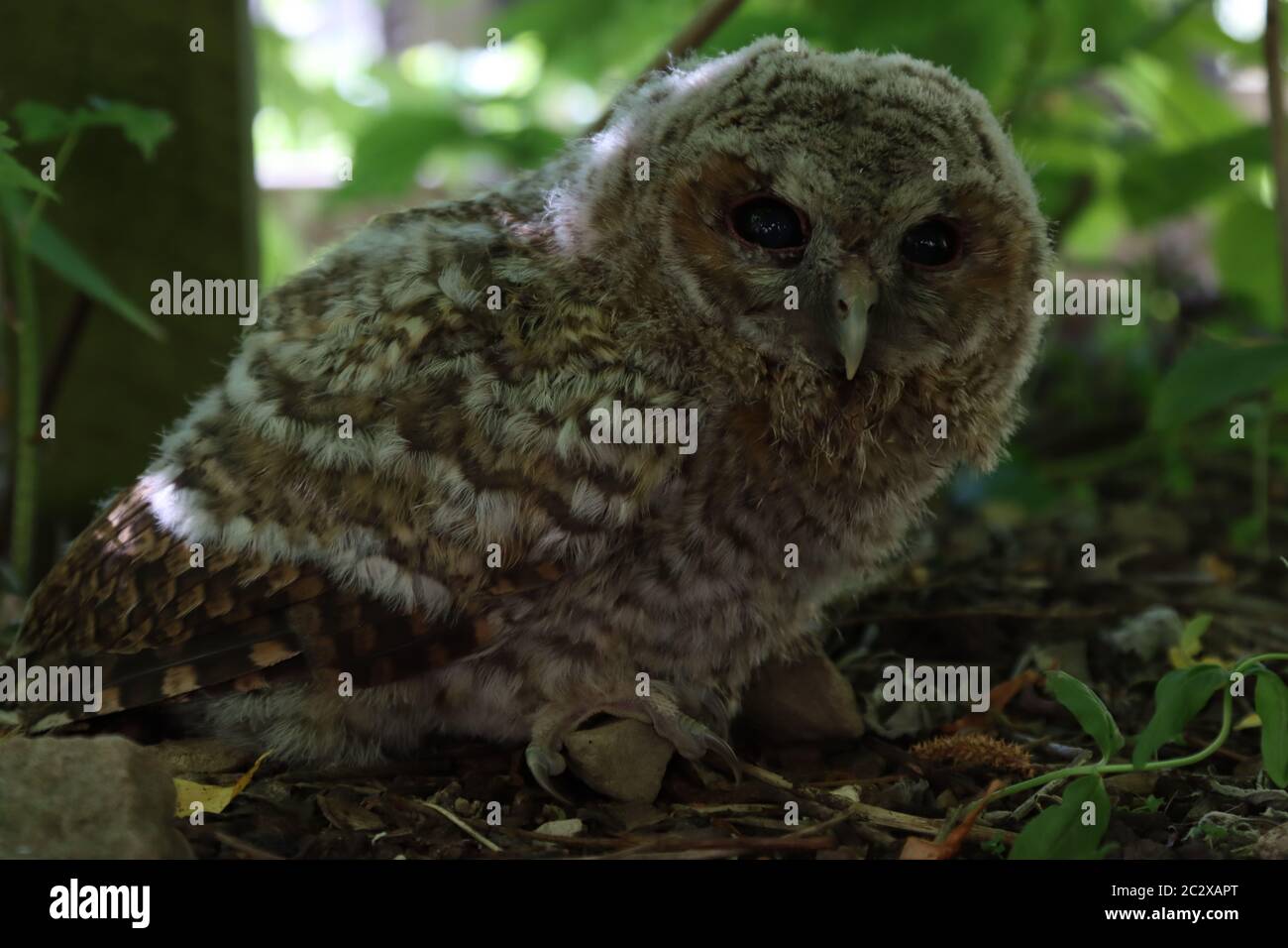 Baby barn owl hi-res stock photography and images - Alamy