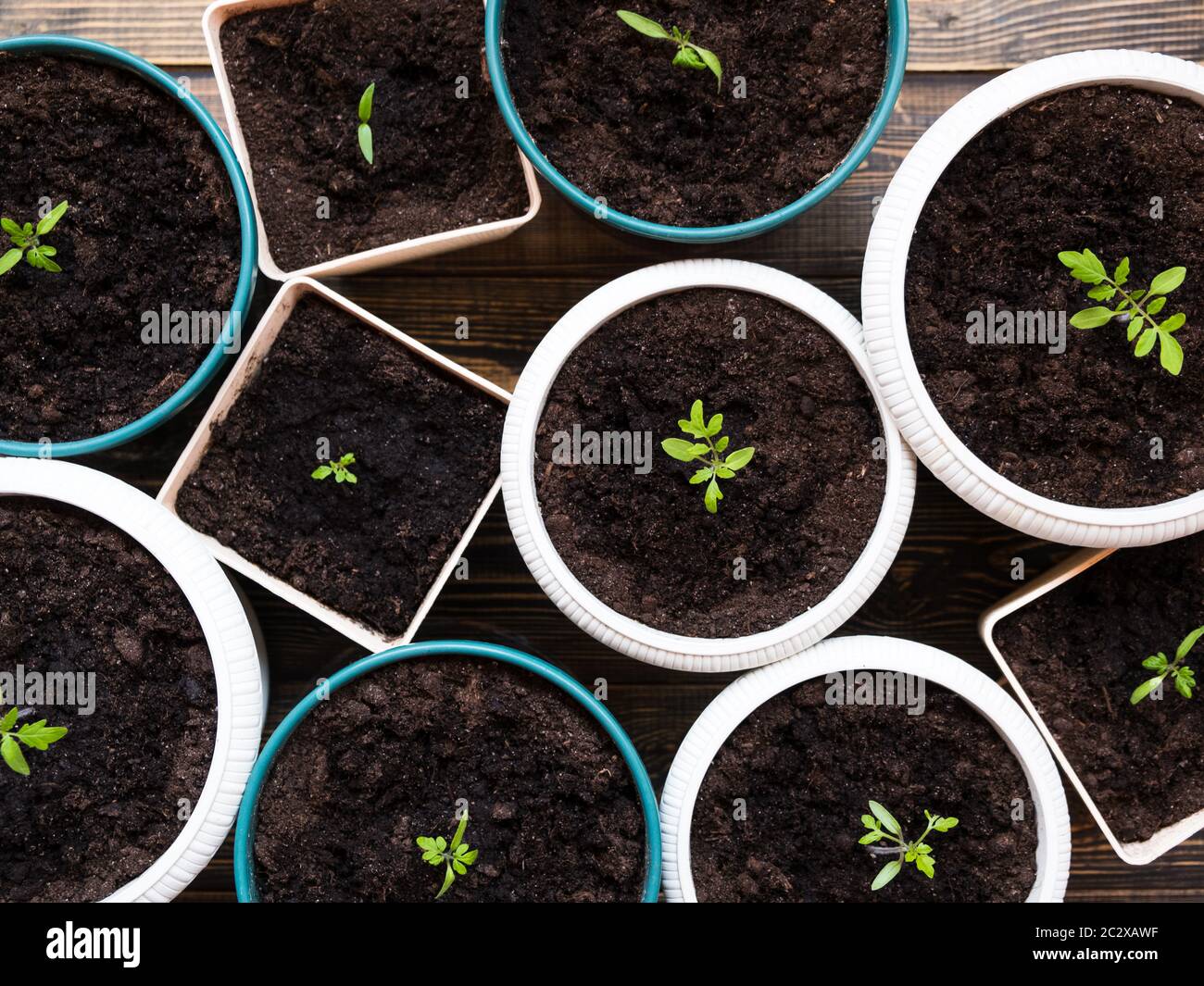 Sprouts grow window hi-res stock photography and images - Alamy