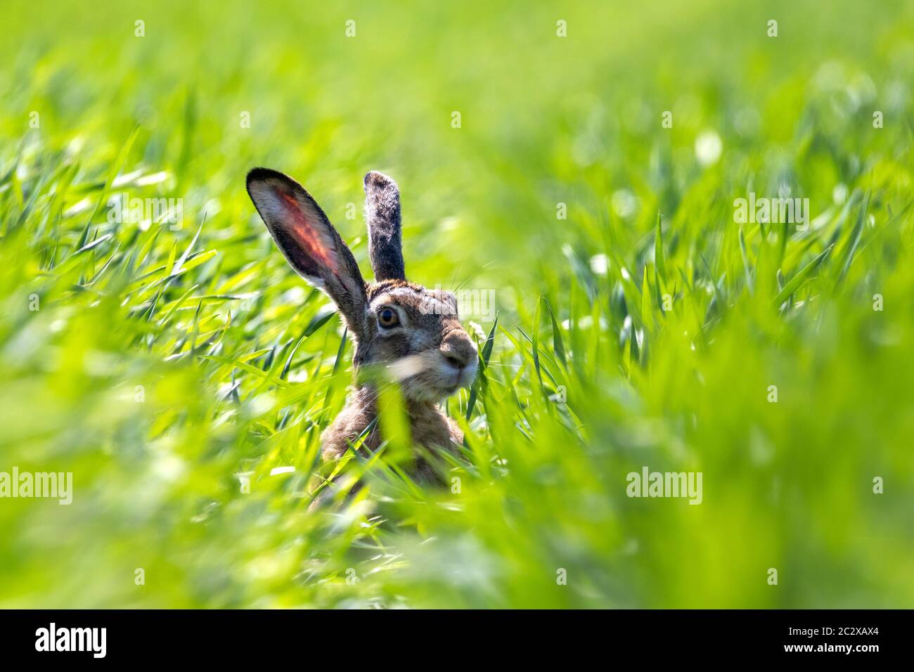 Hare in field hi-res stock photography and images - Alamy