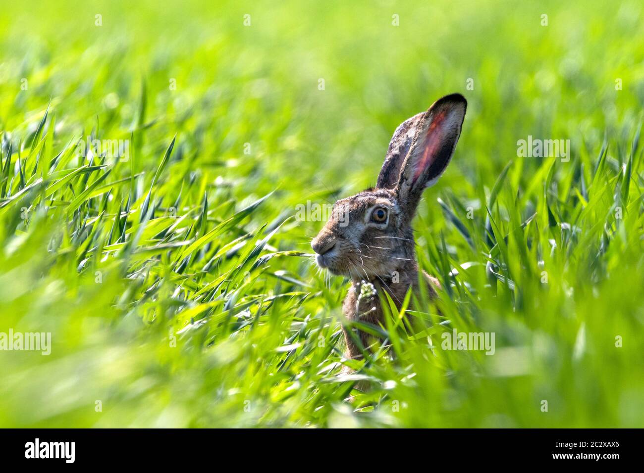 Hare, brown hare in field 1 Stock Photo - Alamy