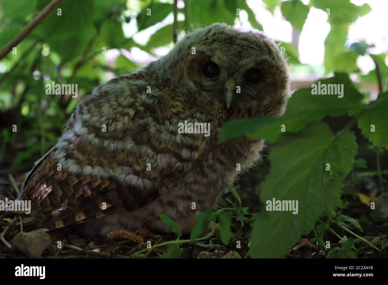 Baby barn owl portrait whole body Stock Photo - Alamy