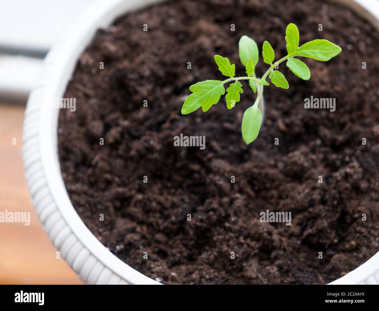 Tomato seedling in pot hi-res stock photography and images - Alamy