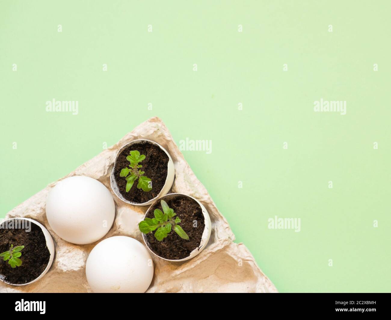 Small tomato sprout in egg shell in box near uncracked egg Stock Photo ...