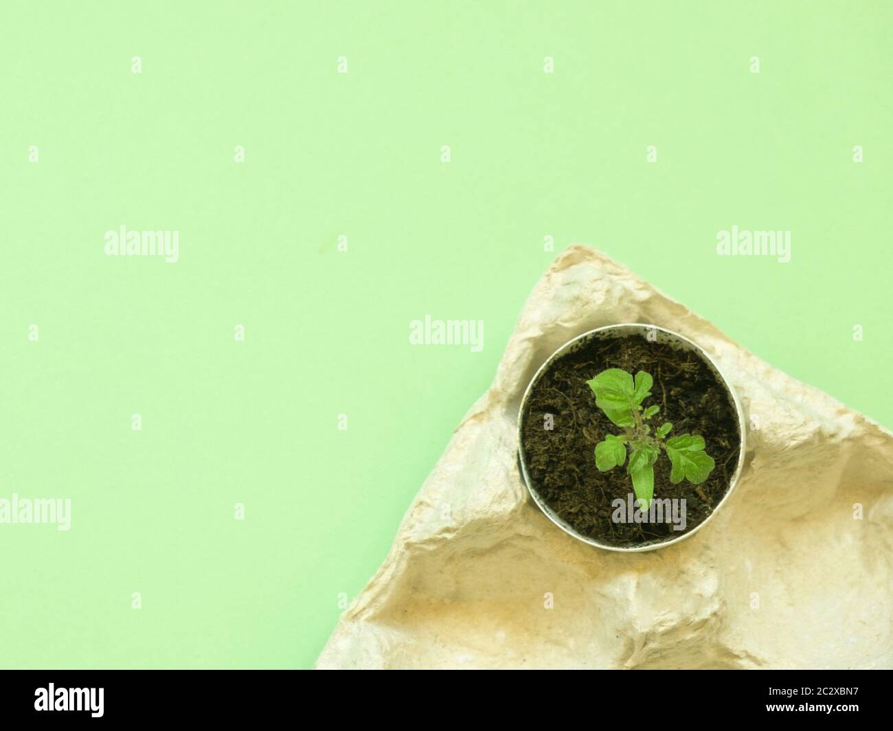 Small tomato sprout in egg shell in box on green background Stock Photo ...