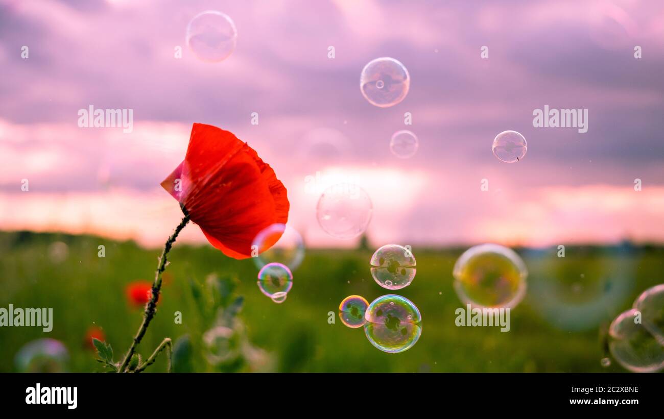 Poppy bubbles hi-res stock photography and images - Alamy